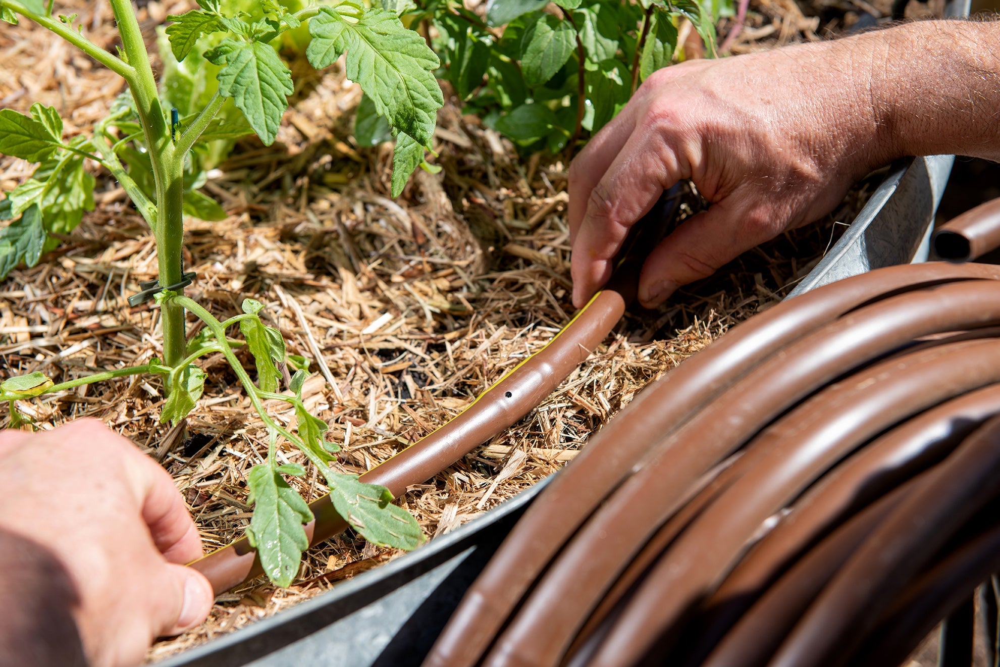 drip irrigation