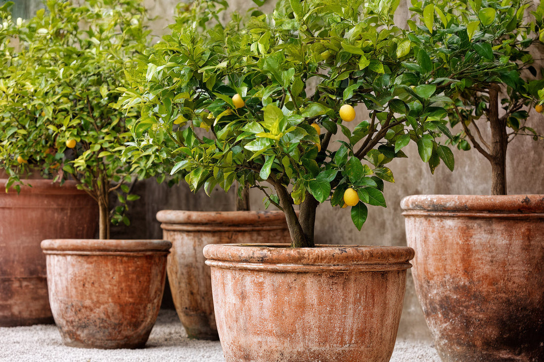 Everything you need to know about dwarf trees – Gardening with Pope