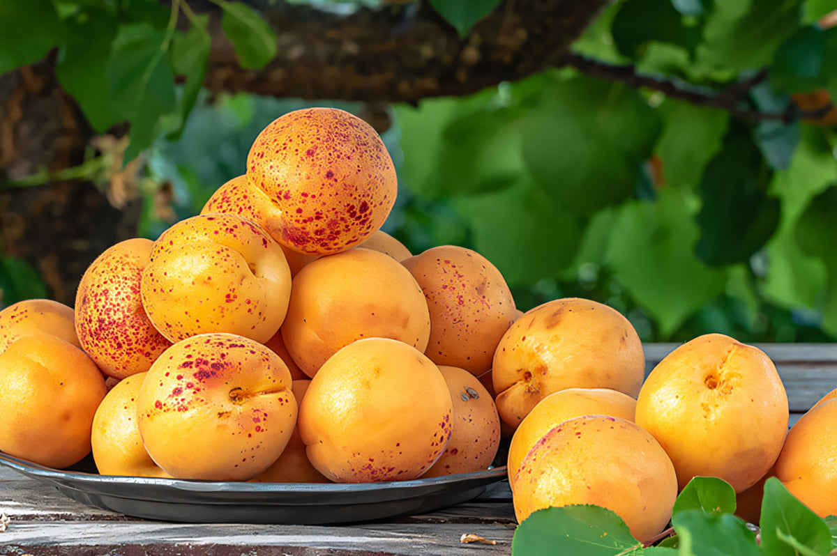 A simple guide on how to prune fruit trees – Gardening with Pope