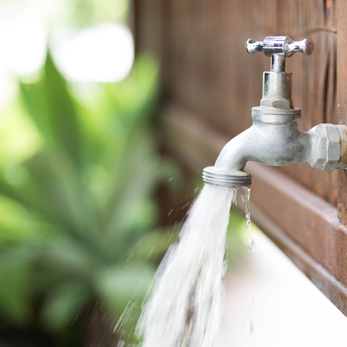 Gardening – Gardening with Pope